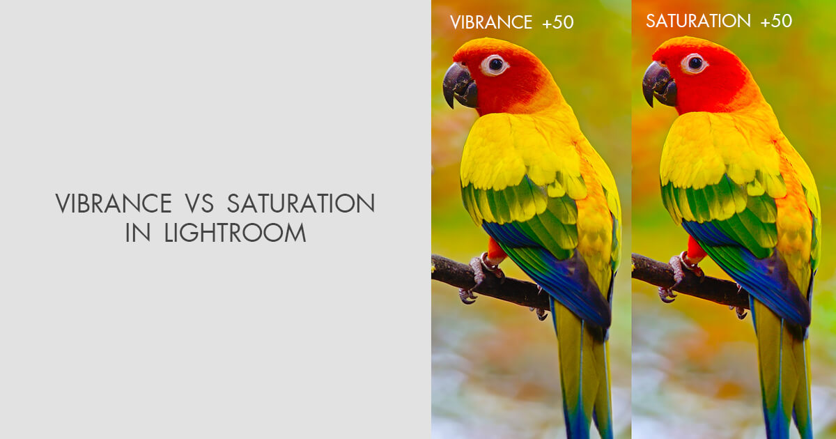 Vibrance vs Saturation in Lightroom: Full Comparison