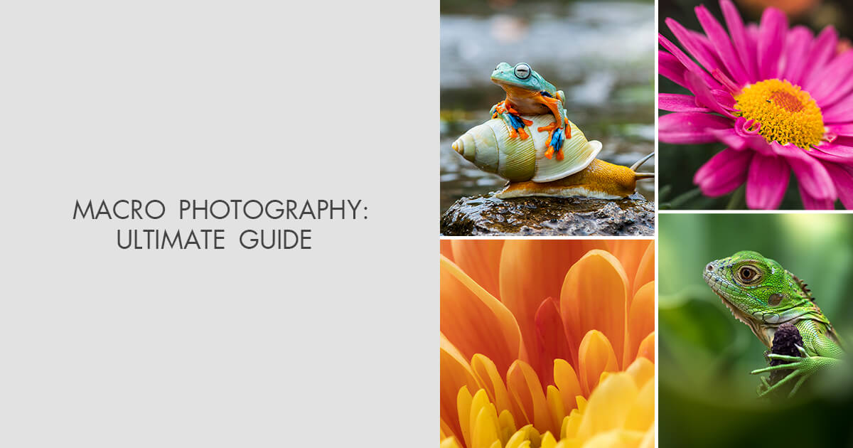 Macro Photography: Ultimate Guide for Beginners