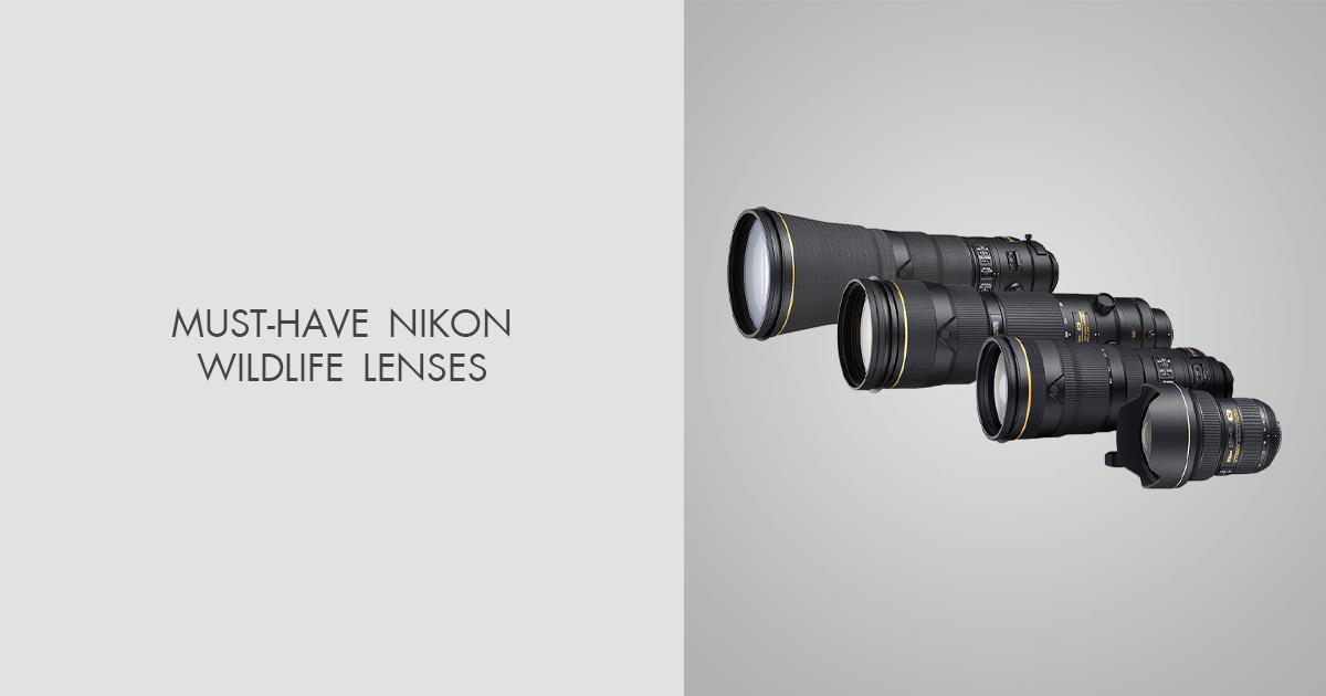 6 Best Wildlife Nikon Lenses to Buy in 2025