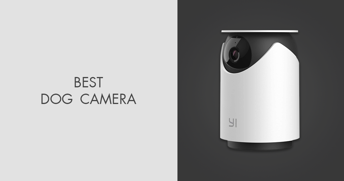 6 Best Dog Cameras in 2025