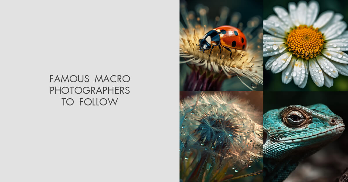 15 Famous Macro Photographers for Inspiration in 2025
