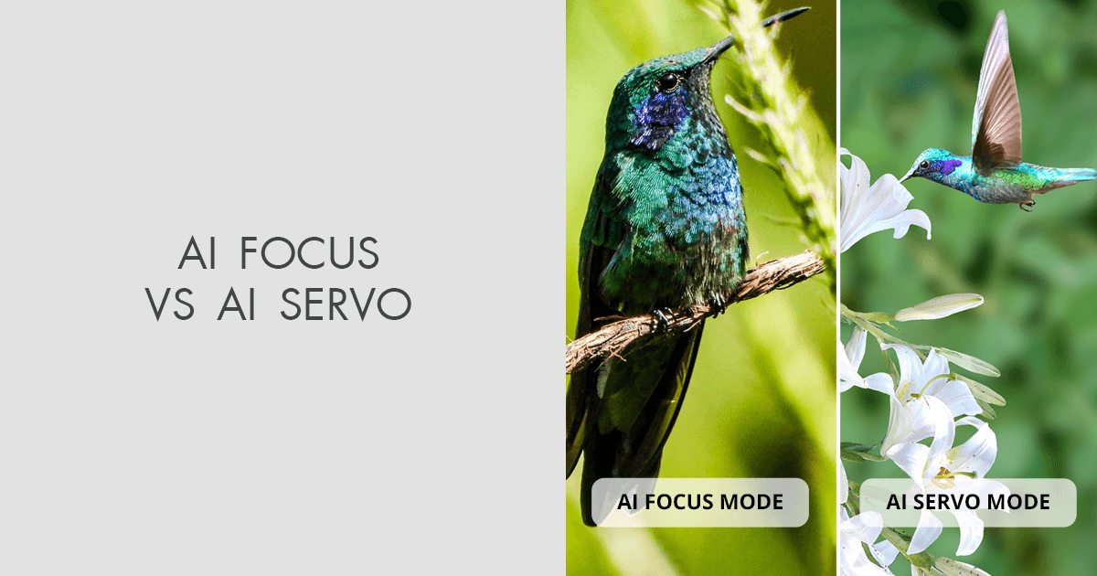 AI Focus vs AI Servo: Understanding New AI Modes