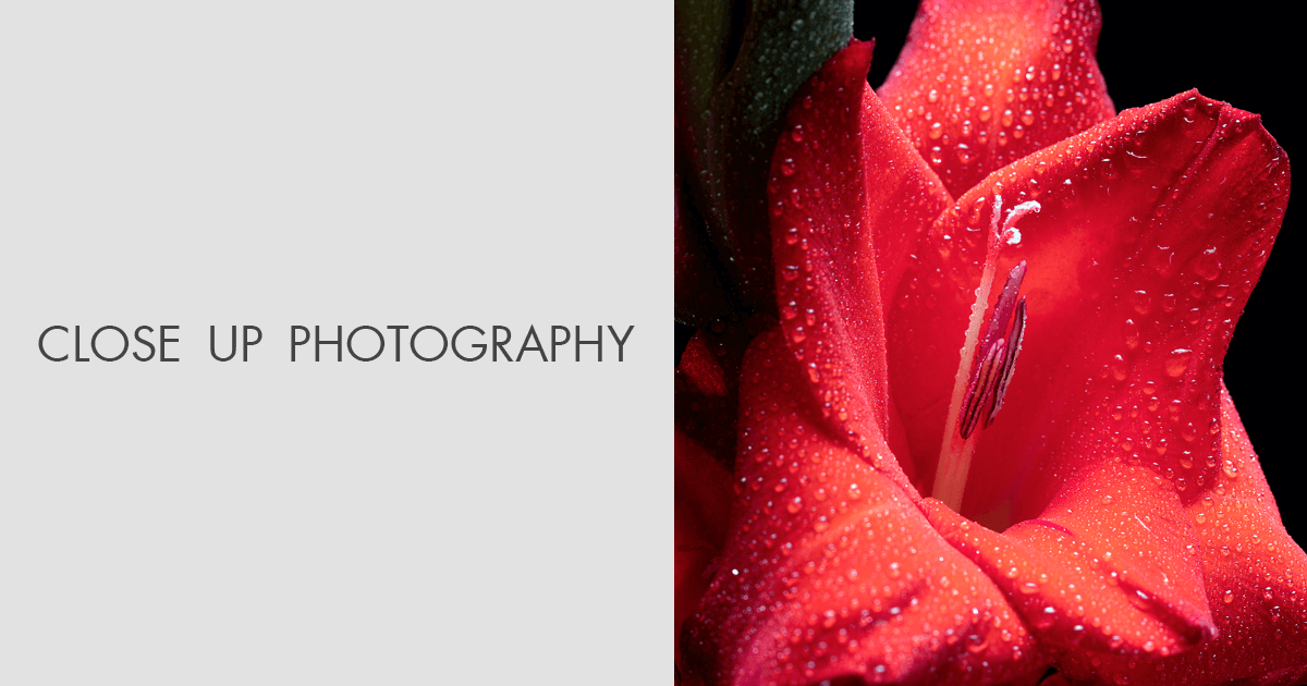 Close Up Photography: Description & Practical Guide