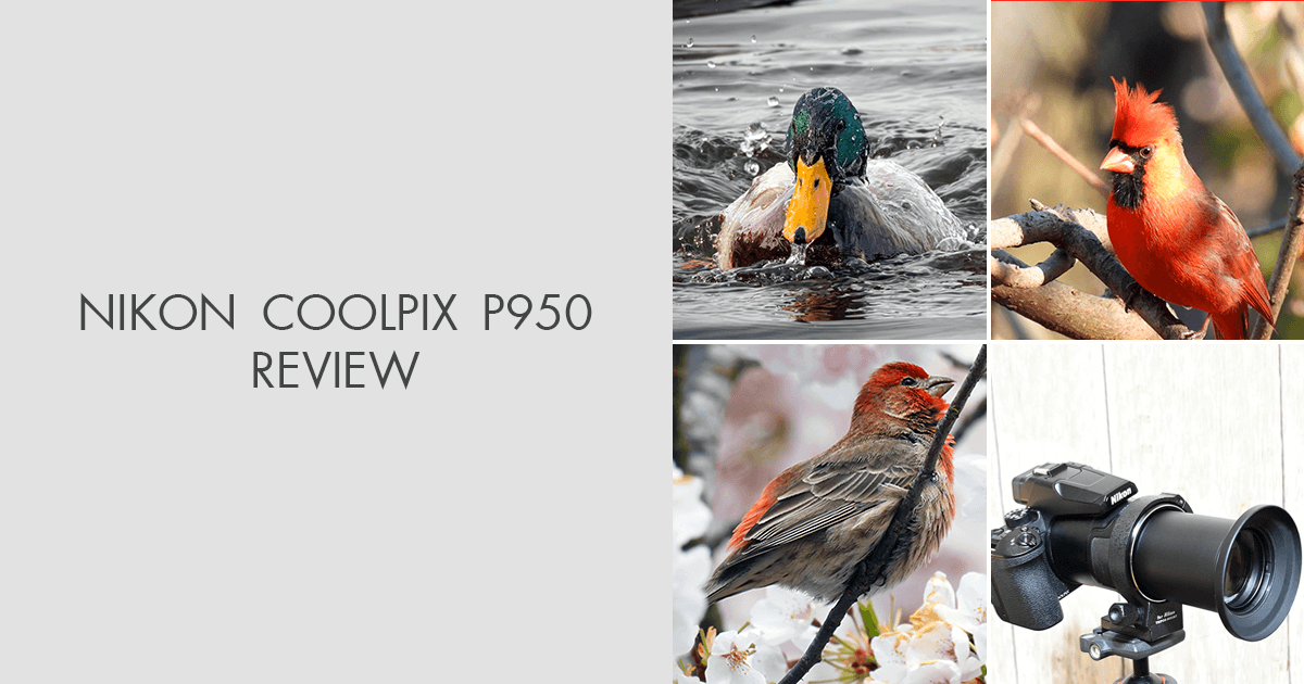 How Far Can the Nikon Coolpix P950’s 83x Zoom Take You