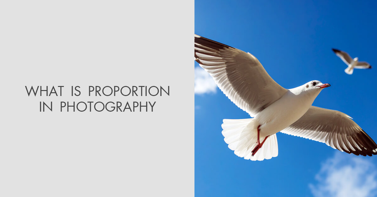 What Is Proportion іn Photography: Rules & Tips