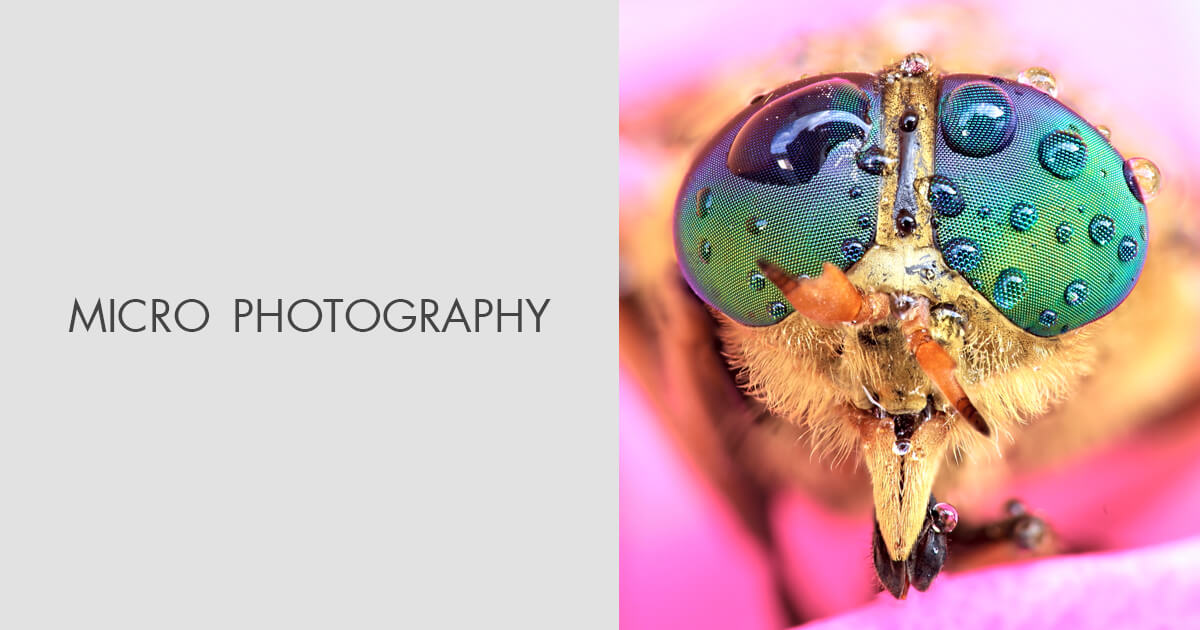 Micro Photography Guide From A Professional Photographer