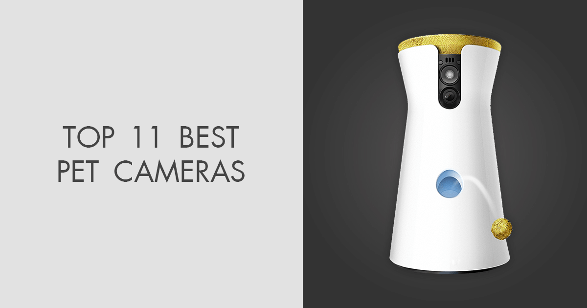 11 Best Pet Cameras For Your Money in 2025