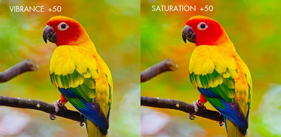 Vibrance vs Saturation in Lightroom: Full Comparison