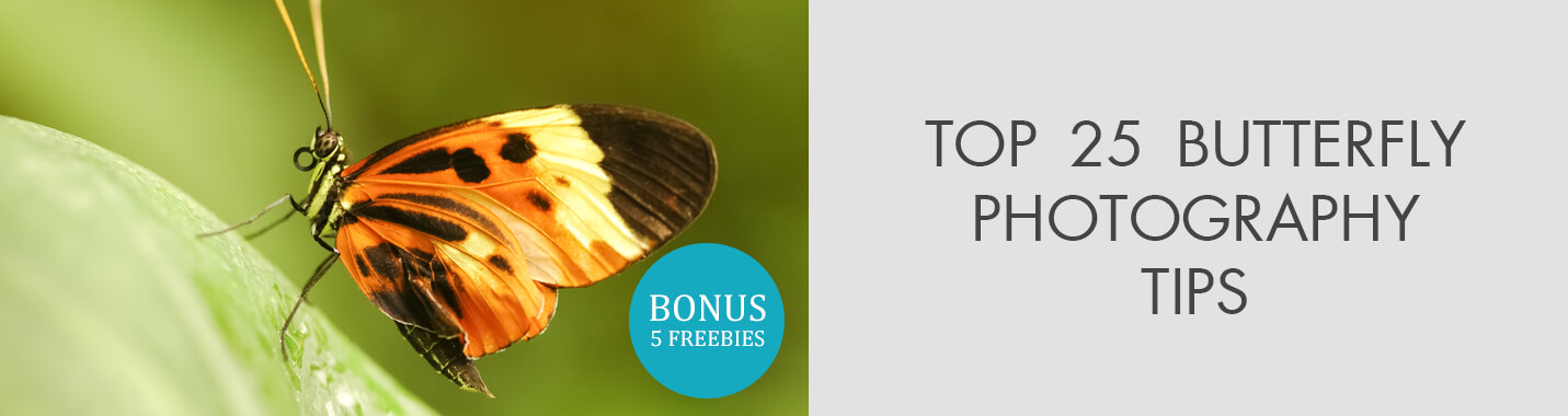 25 Butterfly Photography Tips for Colorful Butterfly Pictures