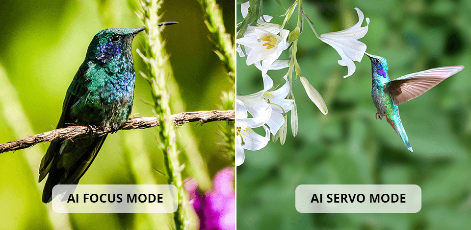 AI Focus vs AI Servo: Understanding New AI Modes