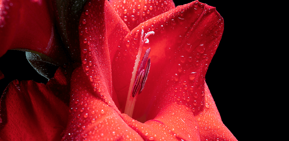 Close Up Photography: Description & Practical Guide