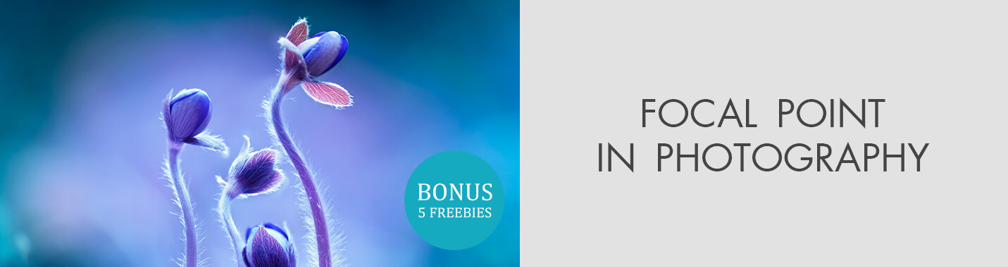 Focal Point in Photography: Complete Guide