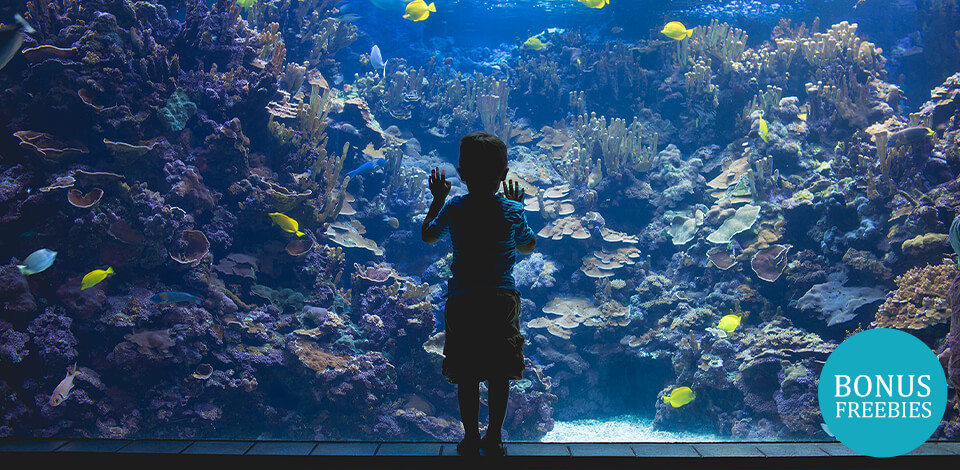 19 Aquarium Photography Tips & Ideas in 2025