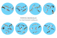 Flying Seagulls Photoshop Overlay – 31 High-quality Photoshop Overlays