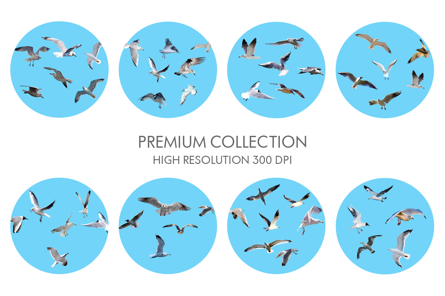 Flying Seagulls Photoshop Overlay – 31 High-quality Photoshop Overlays