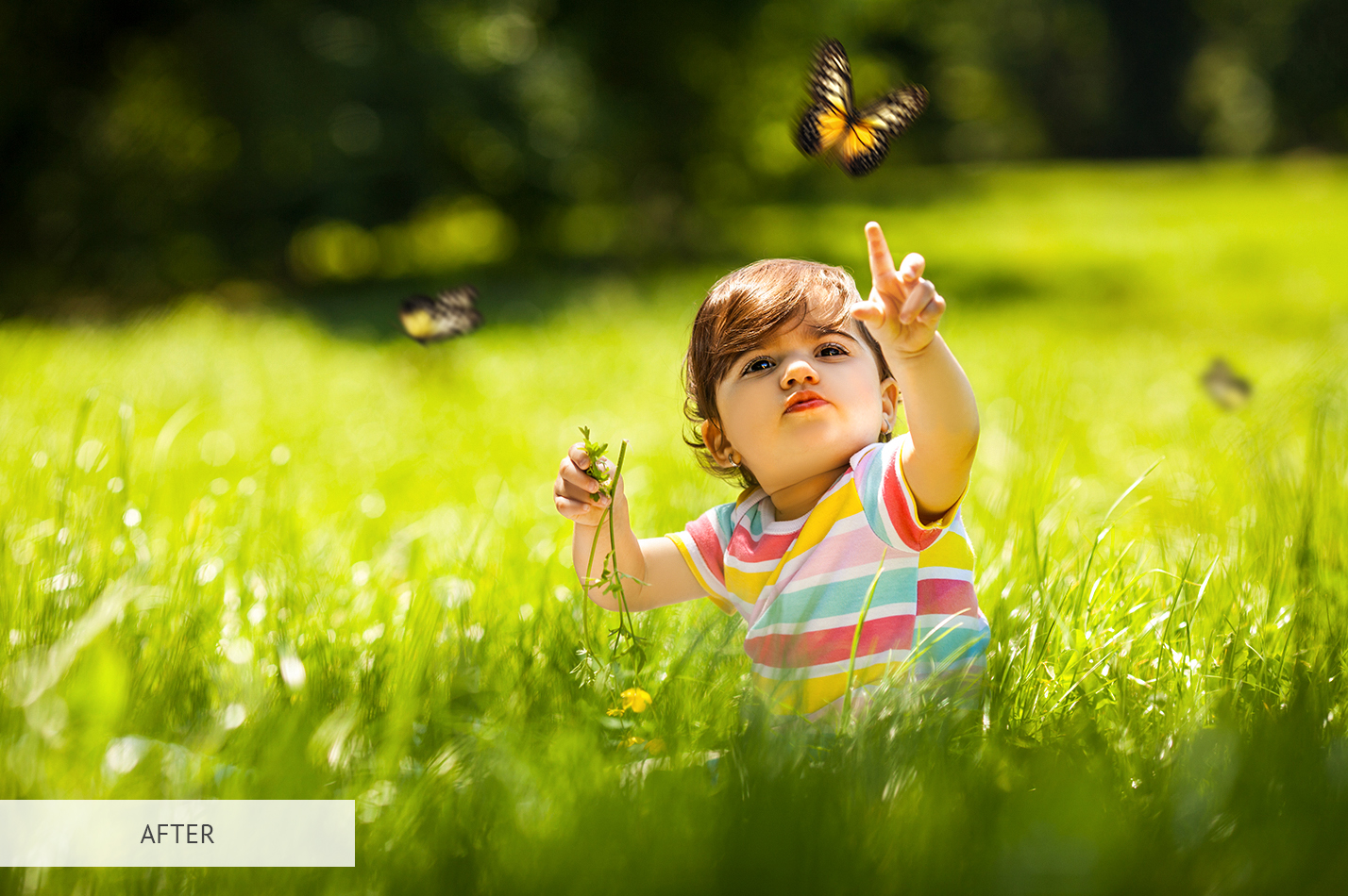 Butterfly Photoshop Overlay|Photoshop Butterfly Overlay Collection