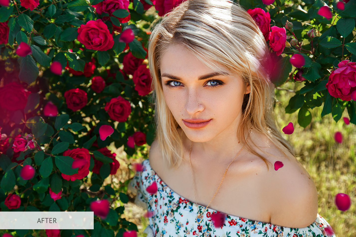 Falling Rose Petals Overlay|Photoshop Rose Petals Overlays