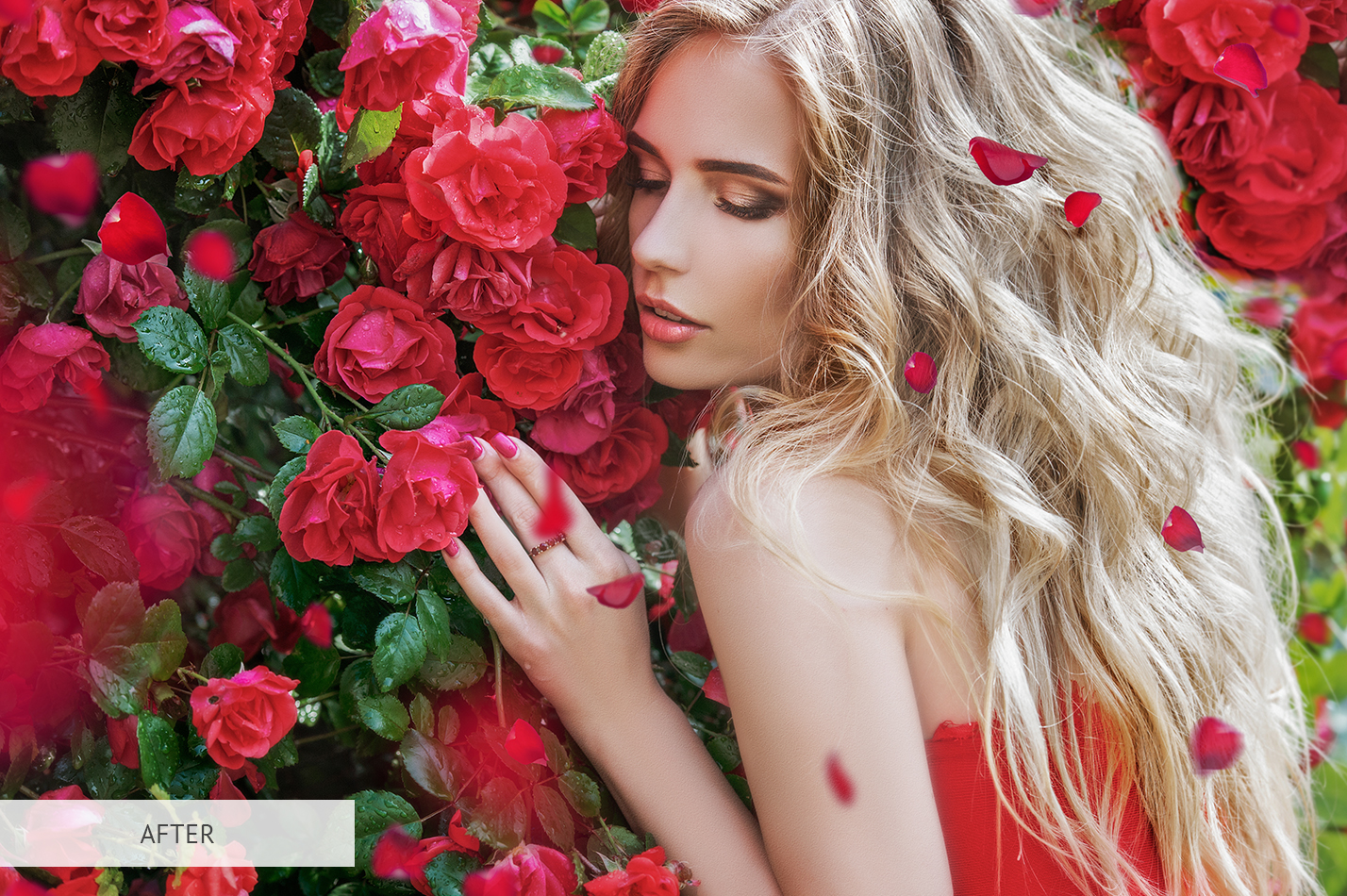 Falling Rose Petals Overlay|Photoshop Rose Petals Overlays