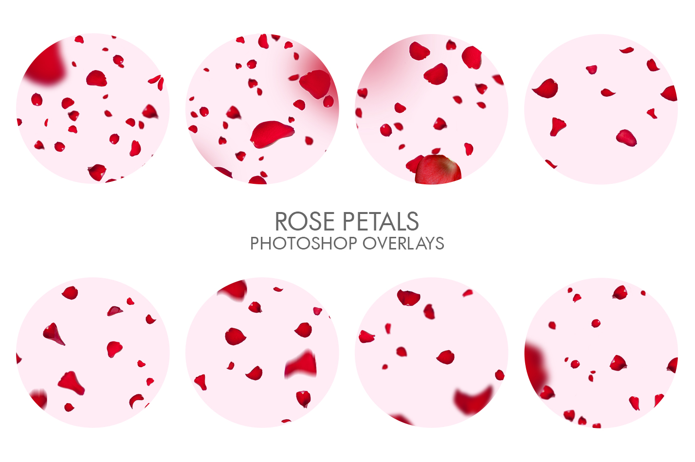 Falling Rose Petals Overlay|Photoshop Rose Petals Overlays