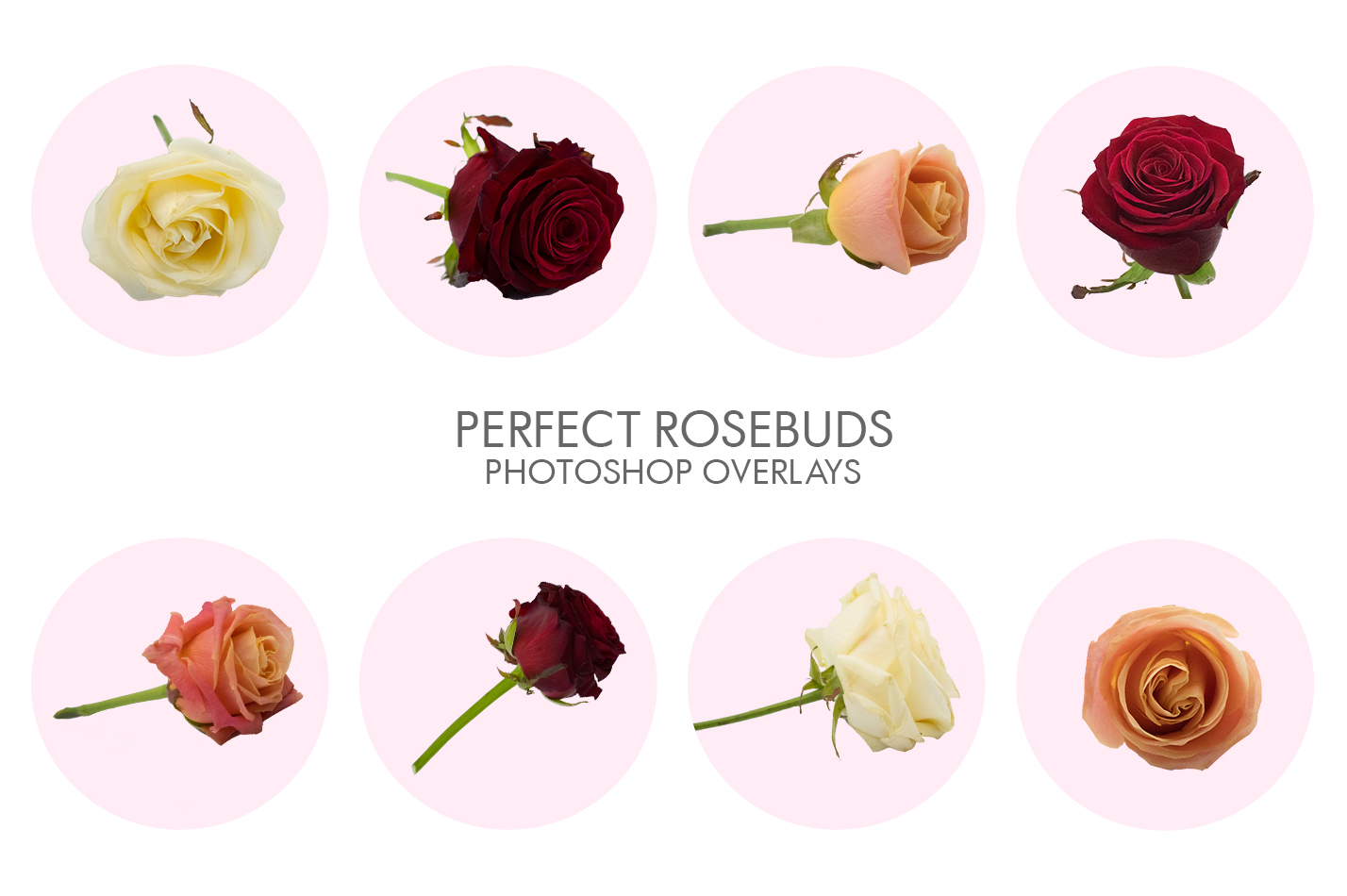 Falling Rose Petals Overlay|Photoshop Rose Petals Overlays