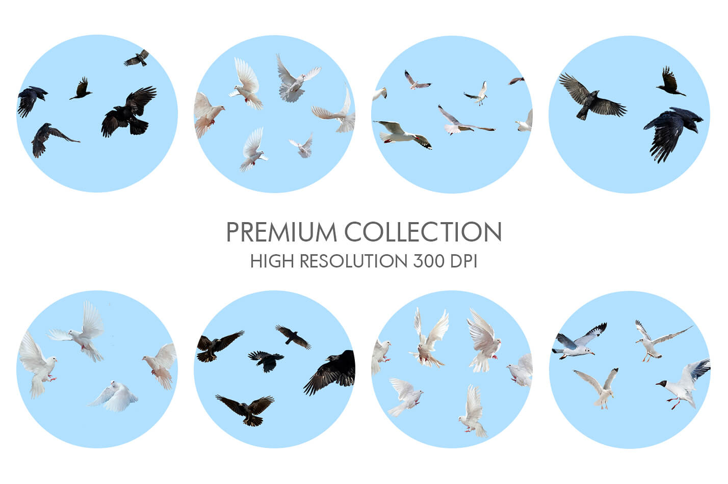Bird Flight Photoshop Overlays – 58 Bird Overlays in PNG Format
