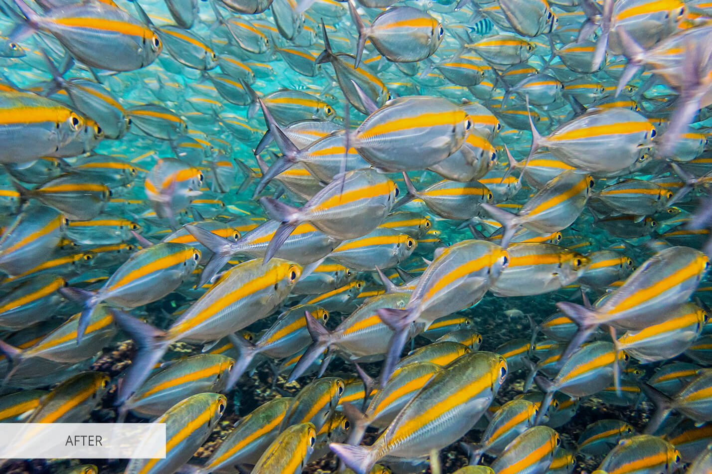 Underwater Photoshop Actions